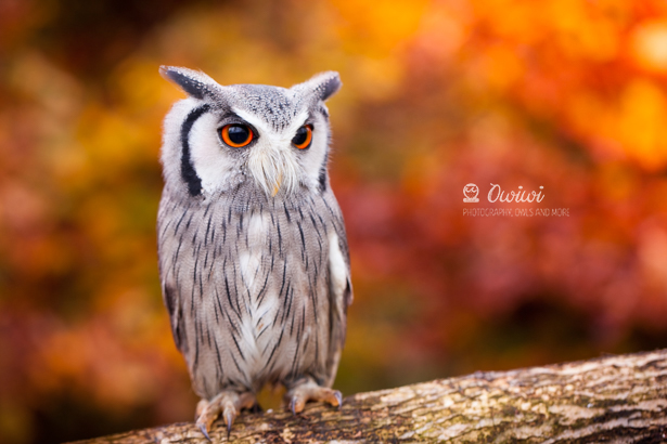 Owls Archieven | Owiwi Dierenfotografie De Meern Utrecht