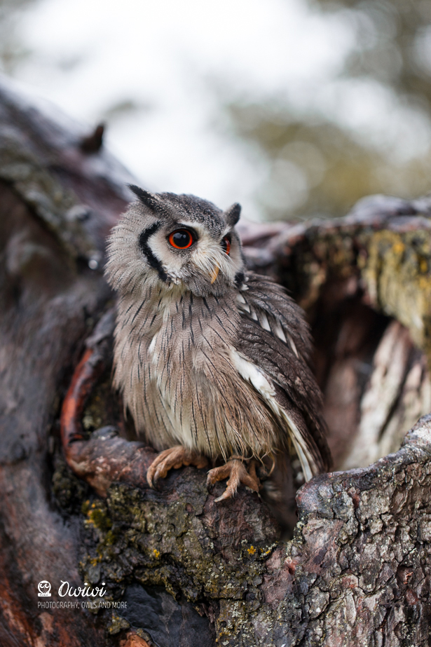 Owls Archieven | Owiwi Dierenfotografie De Meern Utrecht